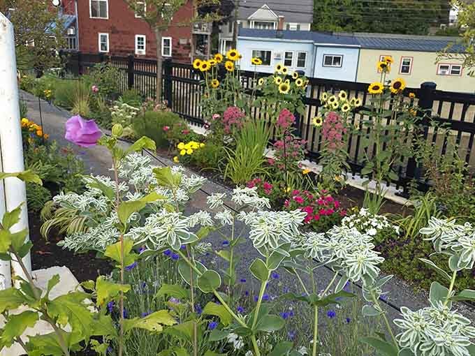 Sunflowers, pink blooms, and cheerful color everywhere, this garden section deserves its own fan club.