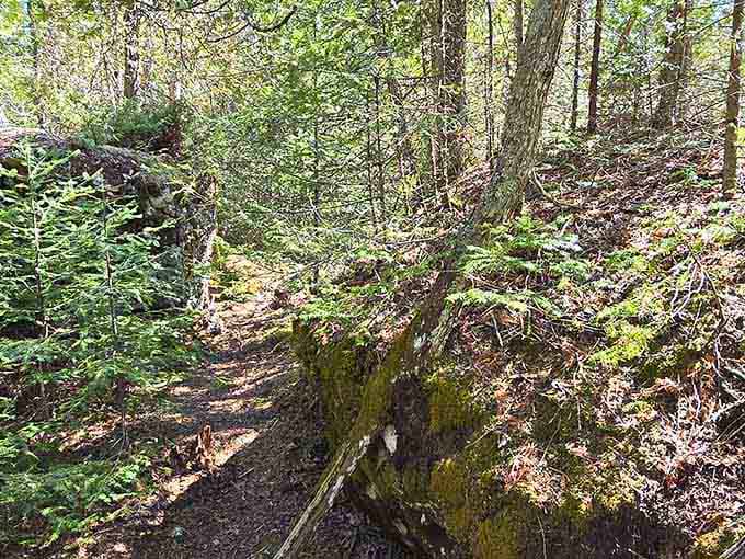 A narrow, winding dirt path cuts between mossy banks and green ferns, tucked away deep in the forest.