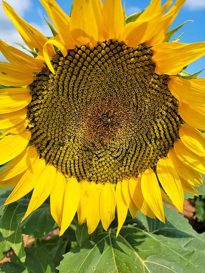 One sunflower, front and center, showing off its intricate spiral center like it knows exactly how photogenic it is.