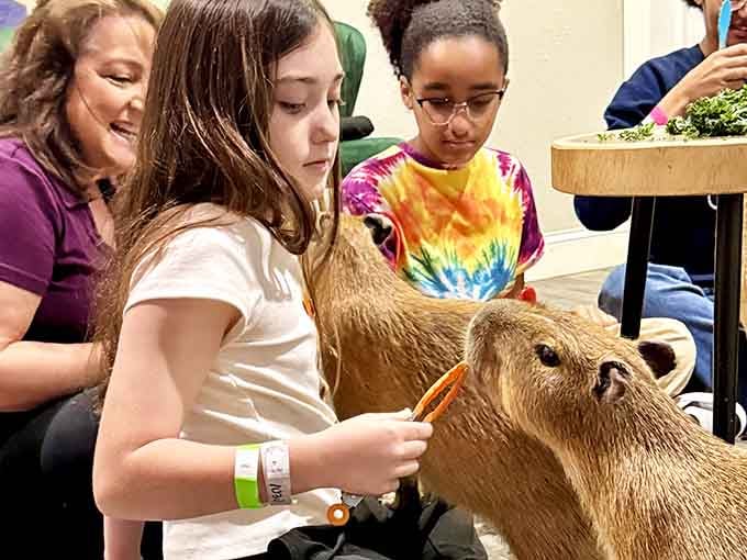 A young visitor feeds a capybara with the focused intensity of someone doing very important work.