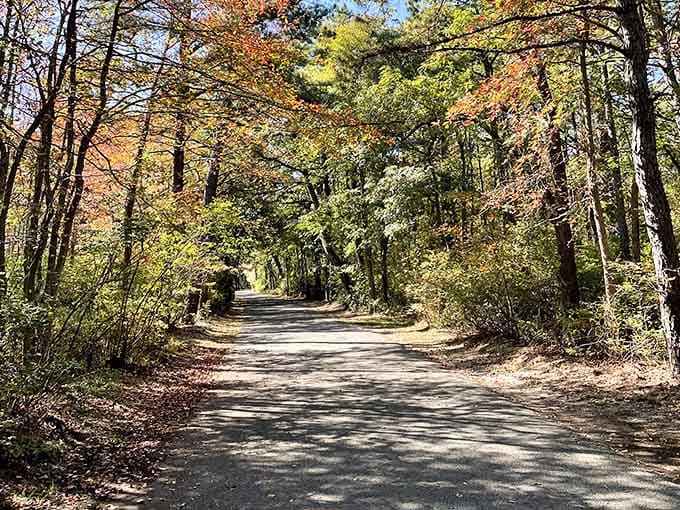 Fall foliage on a quiet trail that doesn't require fighting traffic or paying tolls to experience autumn properly.