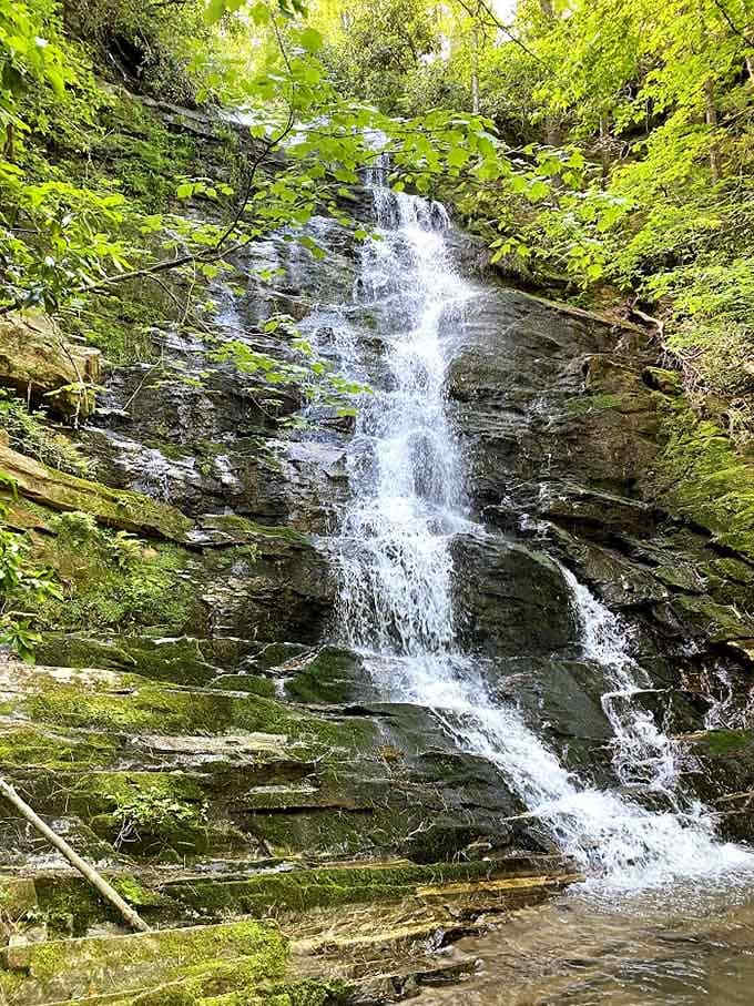 Water tumbling over mossy rocks in the middle of the forest. This waterfall didn't get the memo about staying hidden.