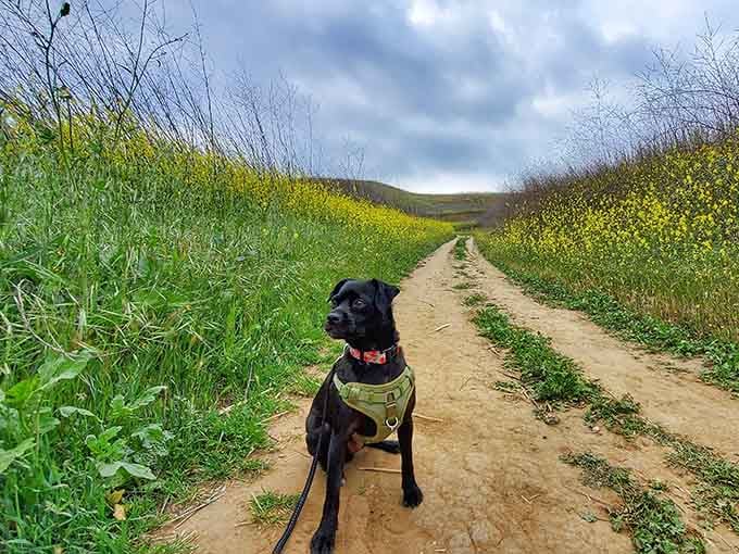This very good dog has clearly figured out that Chino Hills State Park is the best place on earth.