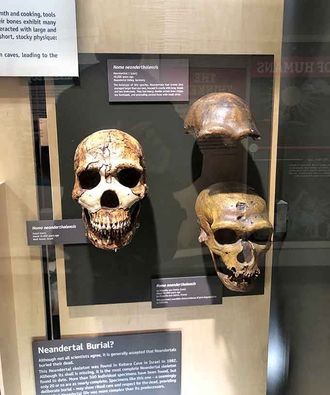 Three Neanderthal skulls in one case, quietly reminding you that family reunions have always been complicated.