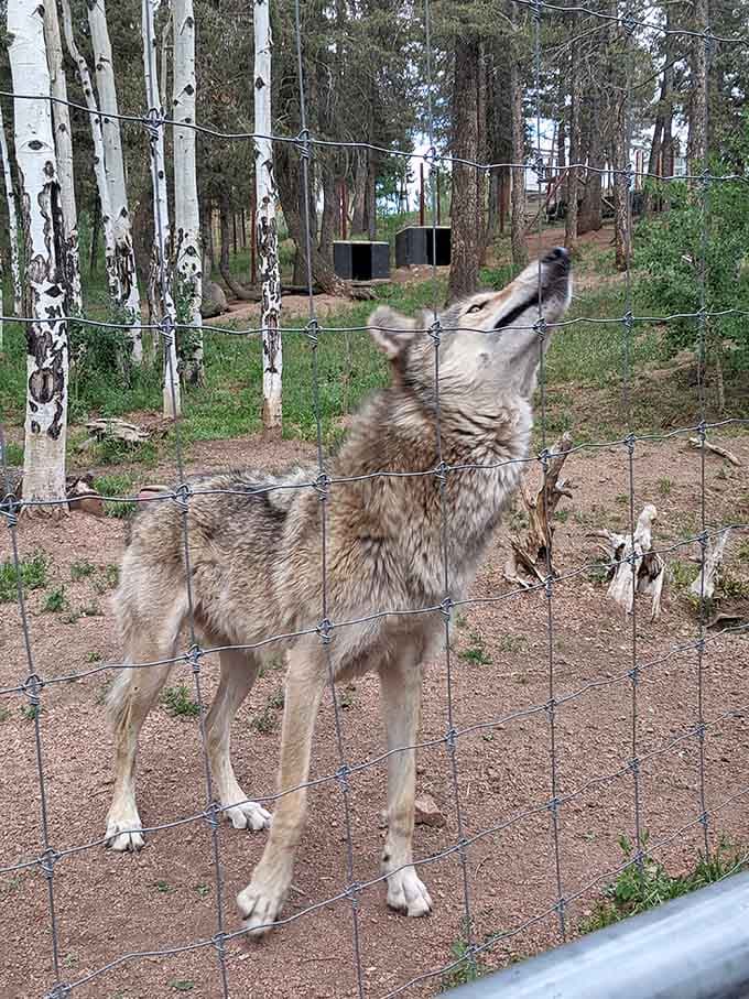Nothing quite matches the spine-tingling thrill of hearing a wolf howl echo through these Colorado mountain peaks.