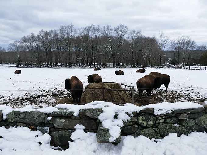 Snow-dusted stone walls, a hay bale, and a circle of bison sharing lunch. Connecticut winter has never looked this wild.