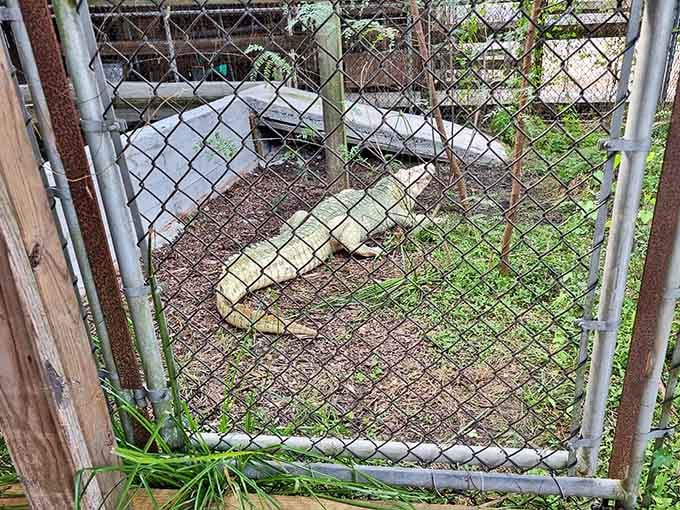 A pale alligator resting quietly behind chain-link fencing, radiating the kind of ancient, unbothered energy we all secretly aspire to have.