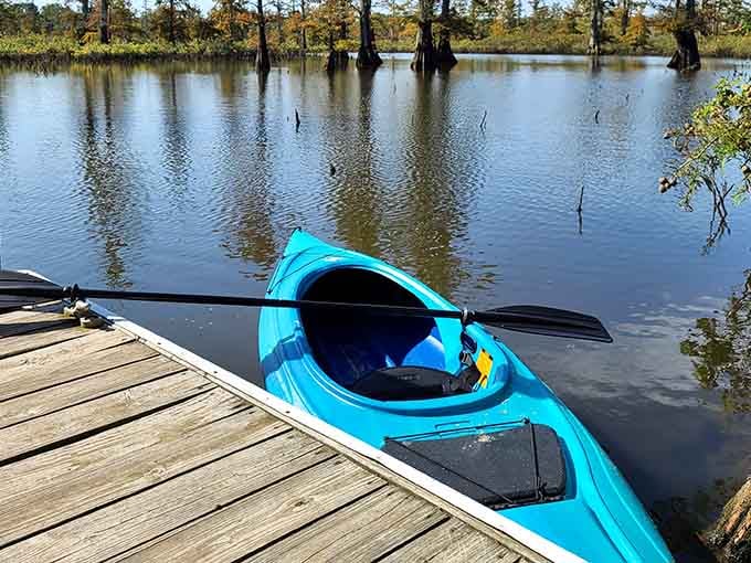 Boardwalks: because sometimes nature needs to meet you halfway, especially when your hiking boots aren't exactly waterproof anymore.