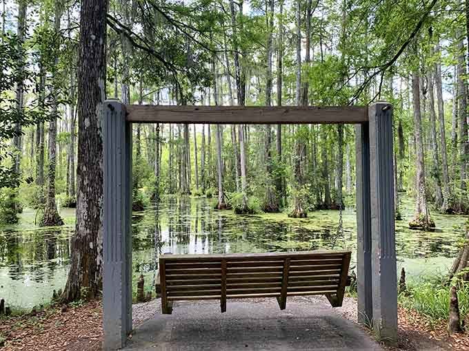 Quite possibly the most cinematic park bench on the planet. The swamp view is included at no extra charge.