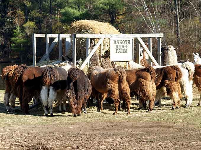 Feeding time at Dakota Ridge Farm, where the whole herd shows up with zero hesitation and maximum enthusiasm.