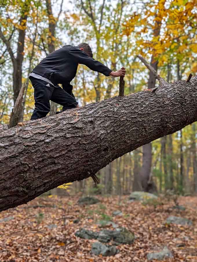 Who needs a jungle gym when you've got fallen trees and autumn foliage? This little explorer is having the best day ever!