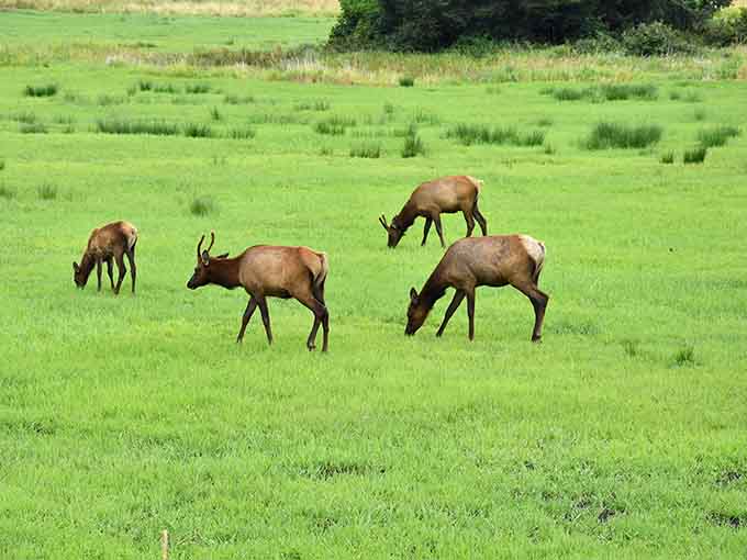 A small group of elk grazing in brilliant green grass, unbothered, unhurried, and completely magnificent.