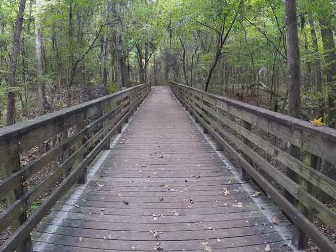 This boardwalk stretches through the forest like an invitation you'd be foolish to turn down.