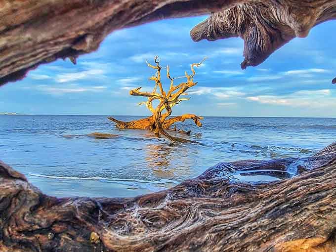 Peek through the driftwood and find a whole other world quietly waiting on the other side.