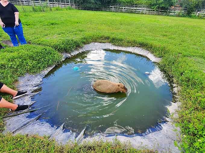 A capybara soaking in its very own pond, completely nailing the Florida retirement lifestyle.