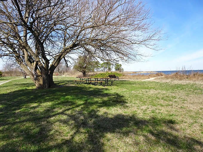 Picnic tables under a bare winter tree, quietly waiting for someone to show up with sandwiches and absolutely no agenda.