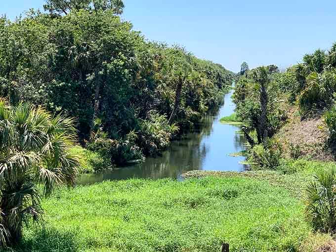 Dense vegetation flanking the canal, creating natural corridors where wildlife travels unseen just beyond your view.