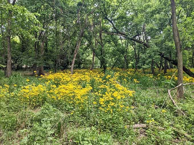 Wildflowers carpet the forest floor in brilliant yellow, like nature decided to throw a spontaneous sunshine celebration.