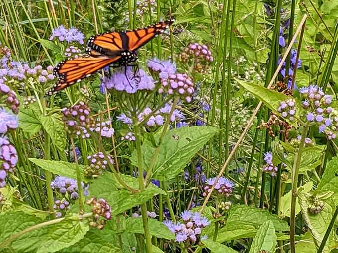 A monarch butterfly resting on blue mistflower, looking completely unbothered, living its absolute best life right here in Framingham.