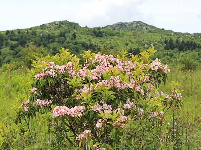 Mountain laurel blooming against distant peaks proves spring here is worth every single Instagram post.