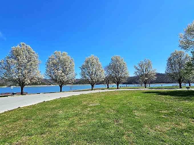 Flowering trees lining the lakeshore in spring, the kind of scene that makes you want to slow the car down and just look.