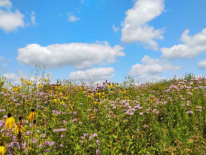Wildflowers exploding in technicolor remind you that Illinois prairies can absolutely hold their own against any garden.