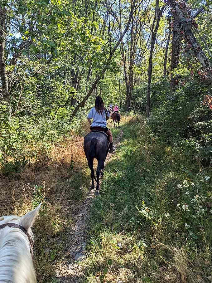 Horseback riding through the forest trails here turns an ordinary afternoon into something genuinely memorable.