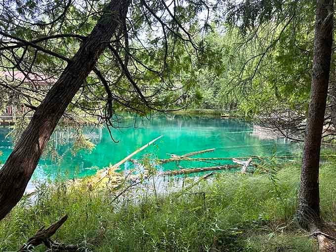 Peeking through the cedar trees at that impossible blue-green water feels like finding a secret the forest kept for centuries.