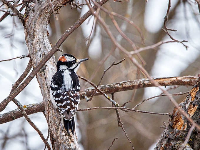 A downy woodpecker pausing just long enough to remind you that winter at Lake Carlos has its own magic.