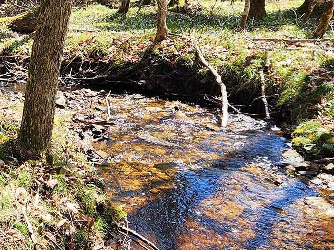 That warm amber glow in the stream comes from natural tannins, nature's own mood lighting doing its finest work.