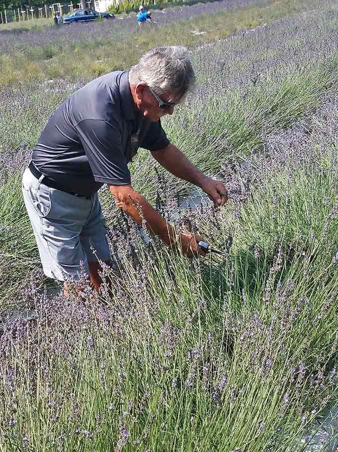 The harvest happens by hand, one careful cut at a time, preserving quality over speed.