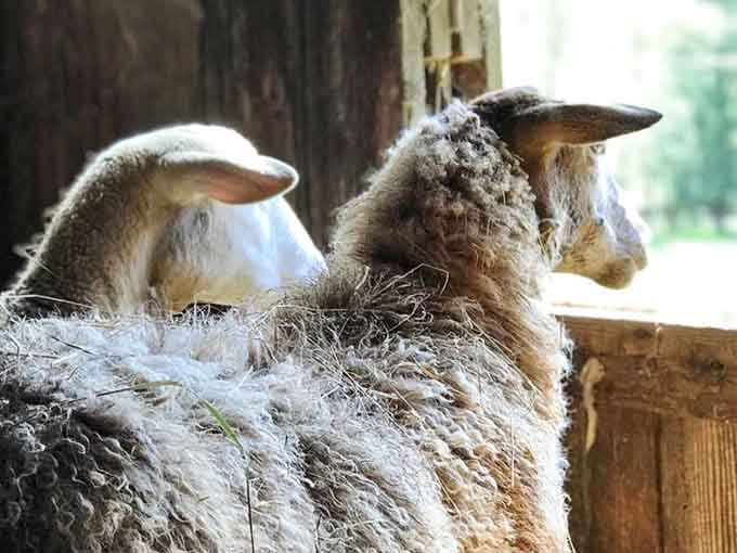 Two lambs tucked into the barn, looking like they're plotting something adorable and completely harmless.