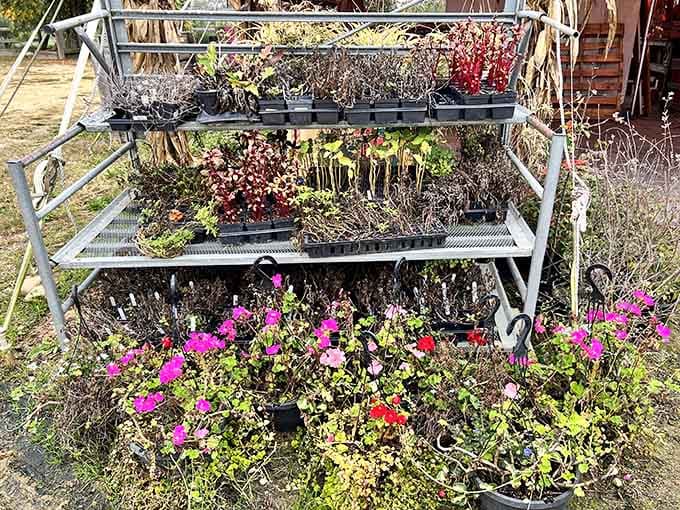 This tiered display of dried flowers and foliage shows that even winter preparations can look like rustic Pinterest perfection achieved.