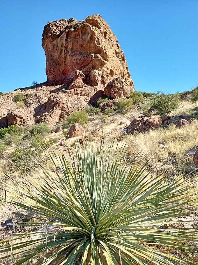 A yucca plant standing guard beneath a dramatic red rock formation, desert elegance at its most unapologetically rugged best.