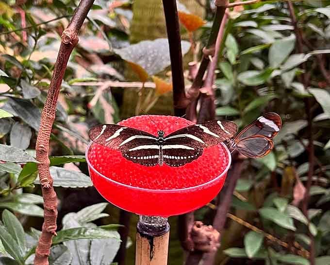 Bright feeding stations attract butterflies like neon signs, offering front-row seats to nature's delicate dining habits.