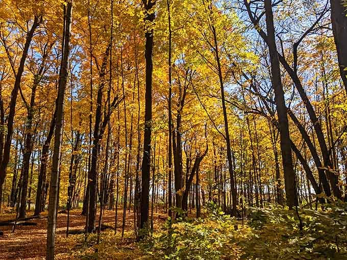 The Little-Known Wisconsin Nature Preserve That Locals Are Keeping All ...