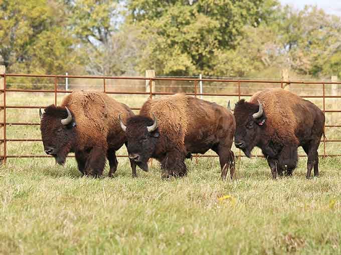 Three bison grazing quietly, ancient and unhurried, reminding you that some things genuinely cannot be rushed.