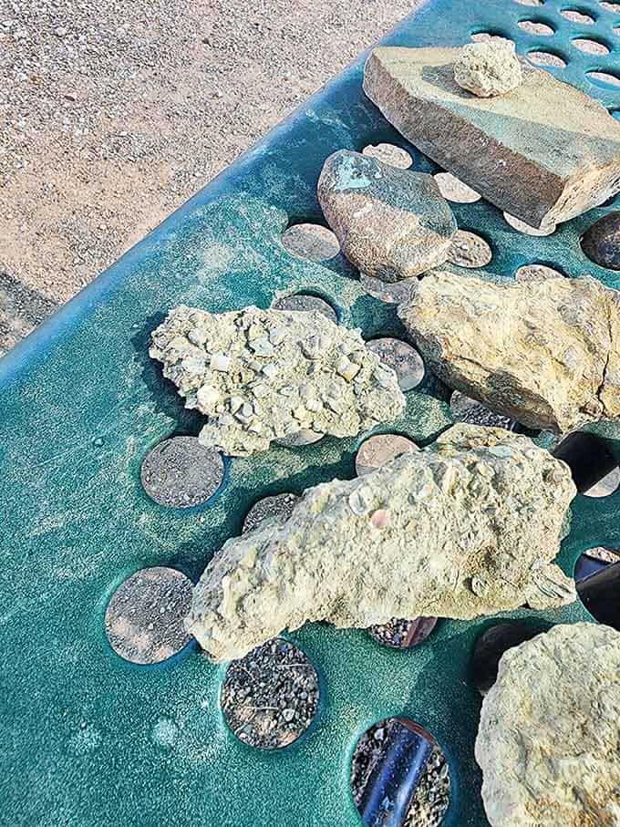 Rocks packed with ancient marine life, sitting on a display table like nature's own greatest hits collection.