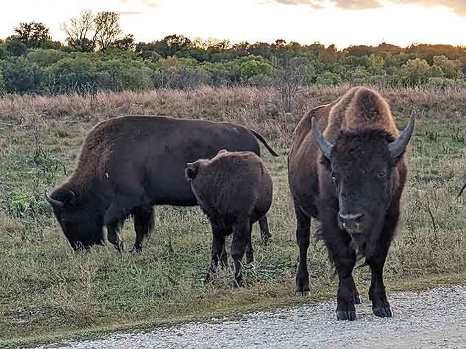 Meet the locals: These bison have better job security and healthcare than most of us will ever enjoy.