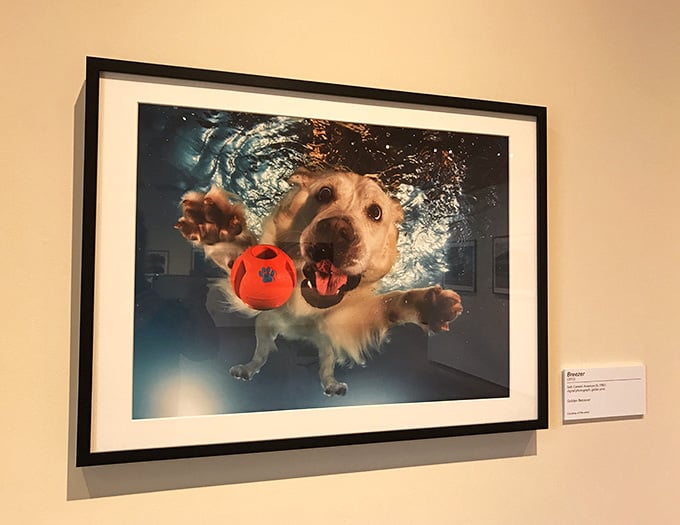 An underwater golden retriever chasing a red ball, hanging in a fine art museum. Nobody saw that coming, and it's perfect.