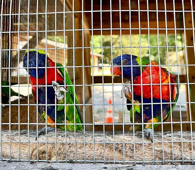 These colorful lorikeets are nature's way of proving that Missouri can host tropical birds just as well as Hawaii.