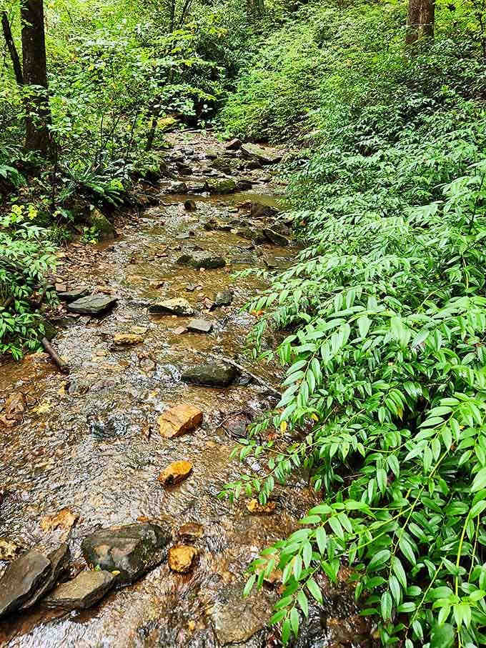 Looking Glass Creek doing its thing, providing the soundtrack to your hike better than any playlist ever could.