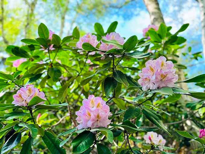 Rhododendrons blooming in soft pink against a blue sky, proof that Massachusetts has been hiding serious beauty all along.