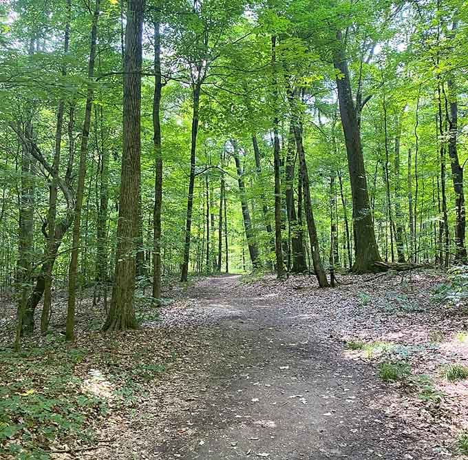 A quiet forest path that looks ordinary right up until it absolutely, spectacularly isn't.