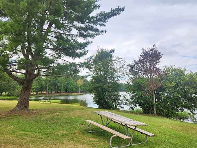 A picnic table, a pine tree, and a lake view that makes any lunch feel like a five-star meal.