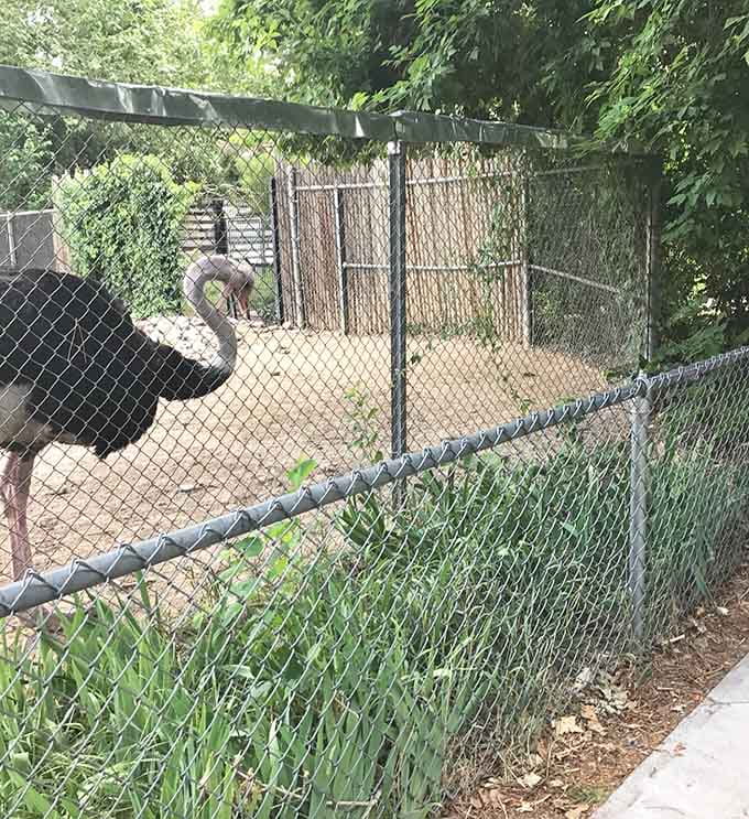 The ostrich patrols its territory with the confidence of someone who knows they could outrun every visitor here without breaking a sweat.