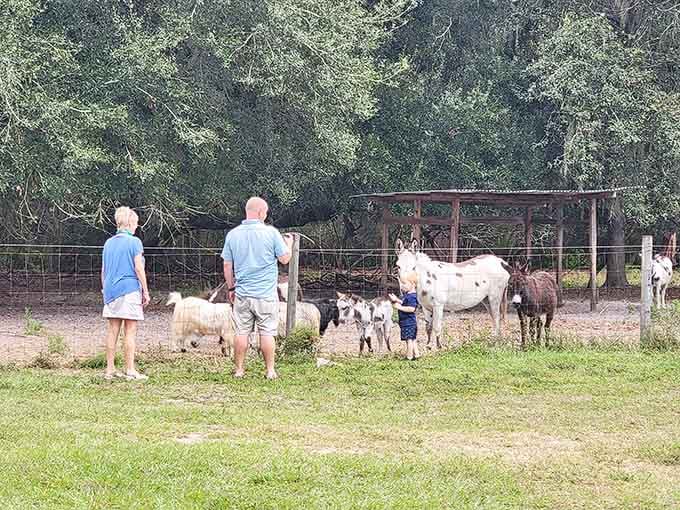 A toddler meeting a donkey while dad watches. This is the kind of family memory that no theme park can manufacture.
