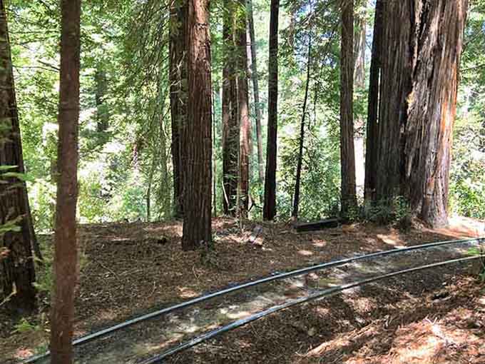 Narrow tracks curving through a cathedral of redwoods. This is the most peaceful road you'll ever travel without actually driving anywhere.