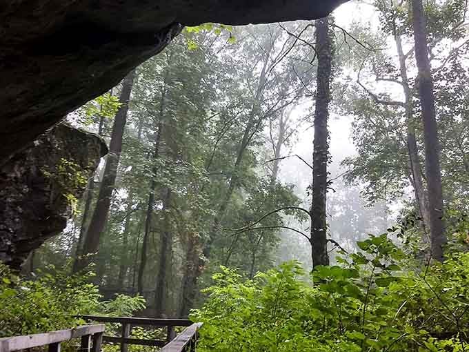 Viewed from inside the cave on a misty morning, the forest looks like something from a dream you can't quite shake.