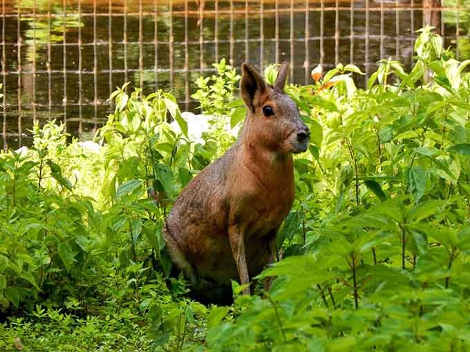 The Patagonian mara looks like nature couldn't decide between a rabbit and a deer, and honestly, the result is wonderful.